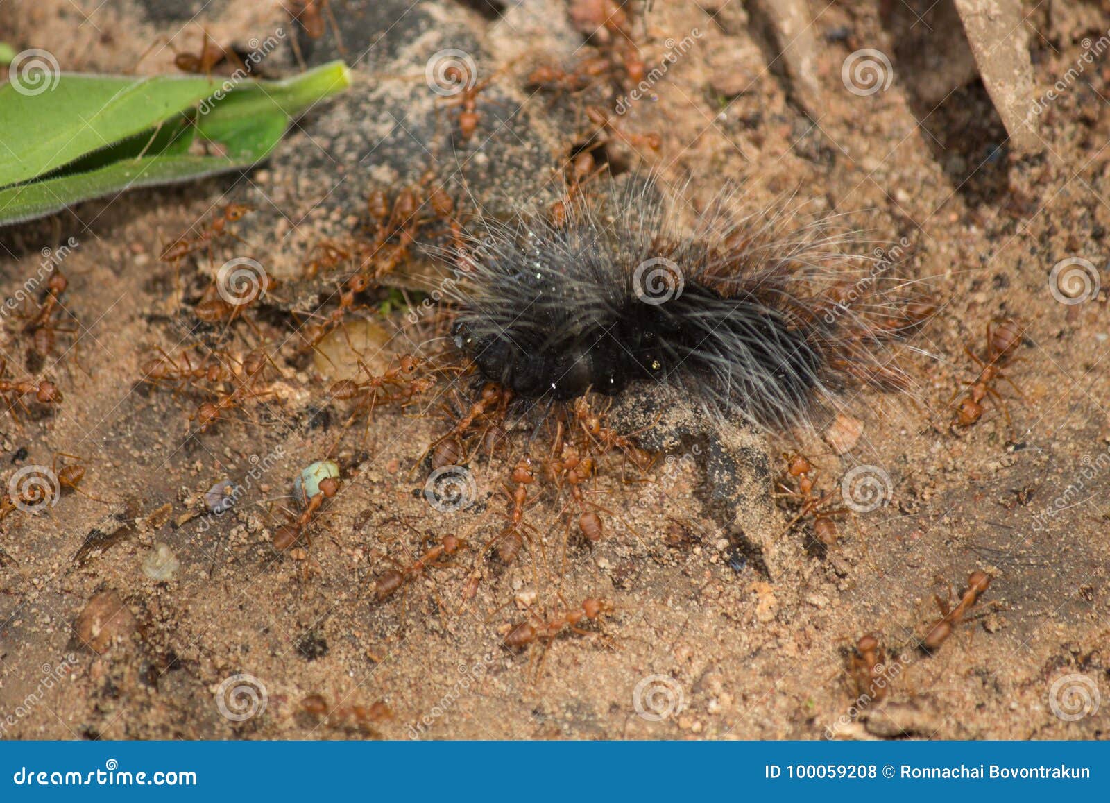 Combinaison De La Puissance De La Nourriture Pour Des Fourmis Photo ...