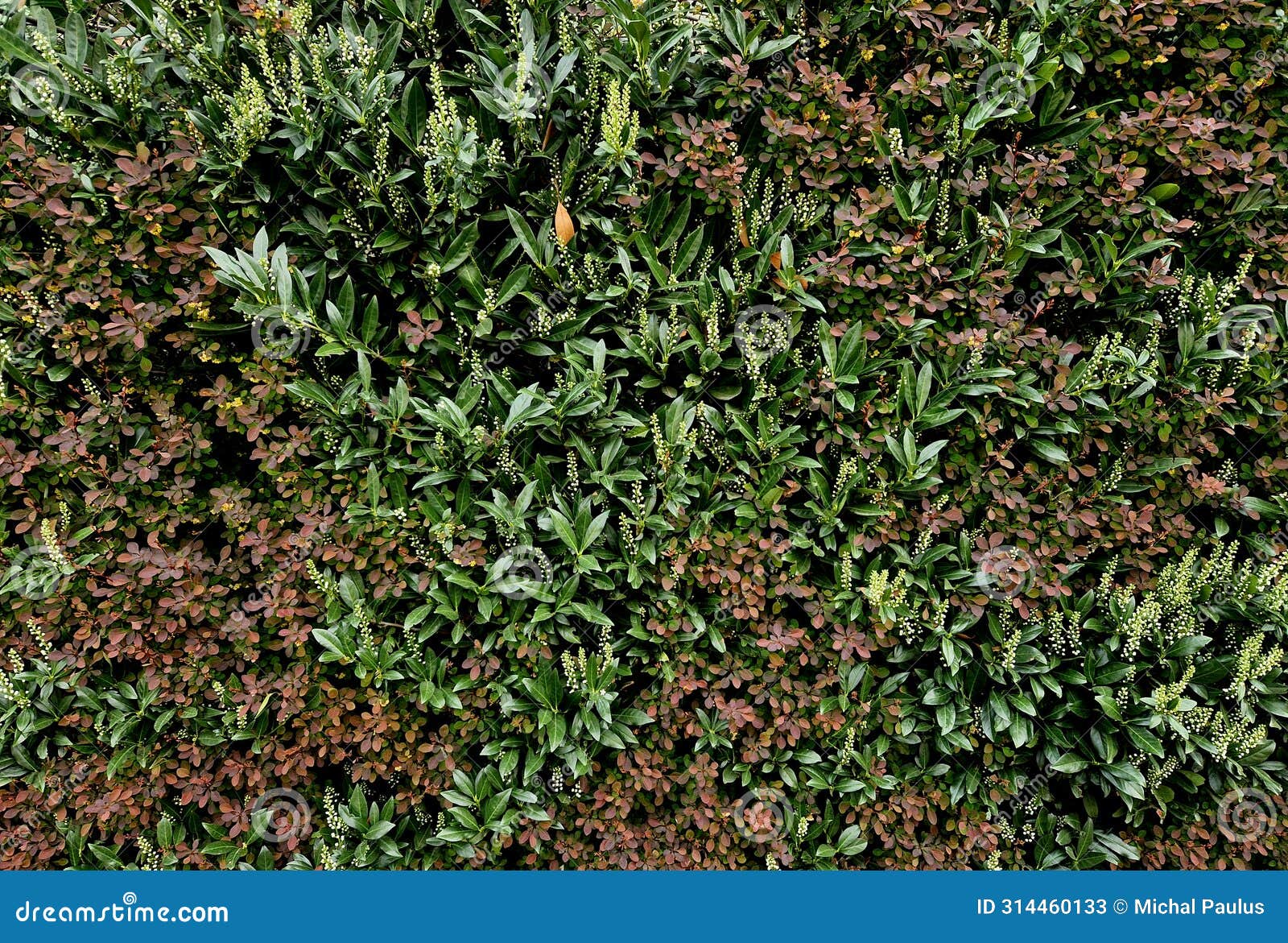 A Combination of the Appearance of Two Bushes in a Hedge. Red an Stock ...