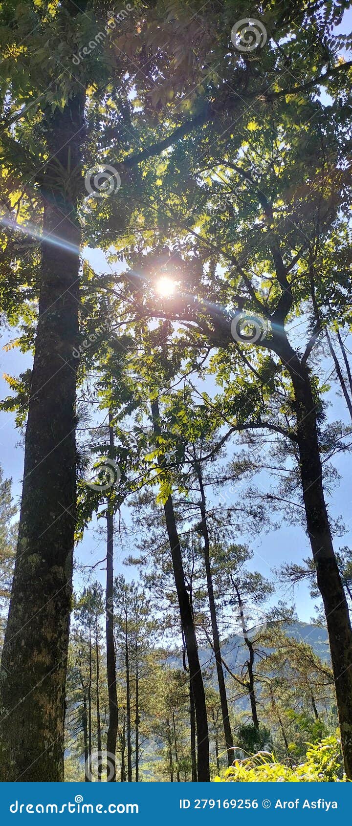 The Combination of Colors of Life Becomes a Beauty Stock Photo - Image ...