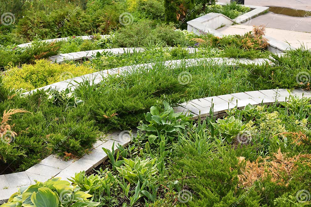 Combination of Different Plants in Landscape Design Stock Photo - Image ...