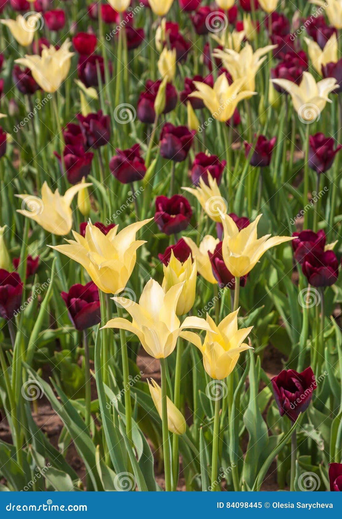 The Combination of the Flowerbed of Tulips of Various Classes an Stock ...