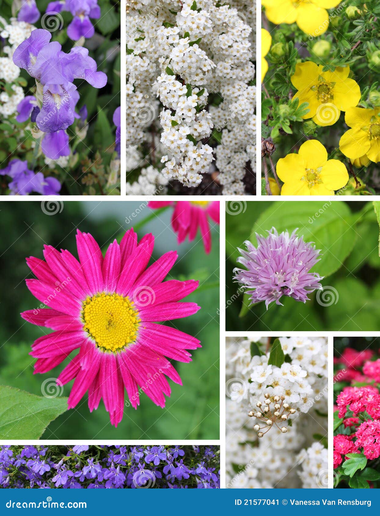 Combination flowers stock image. Image of beautiful, green - 21577041