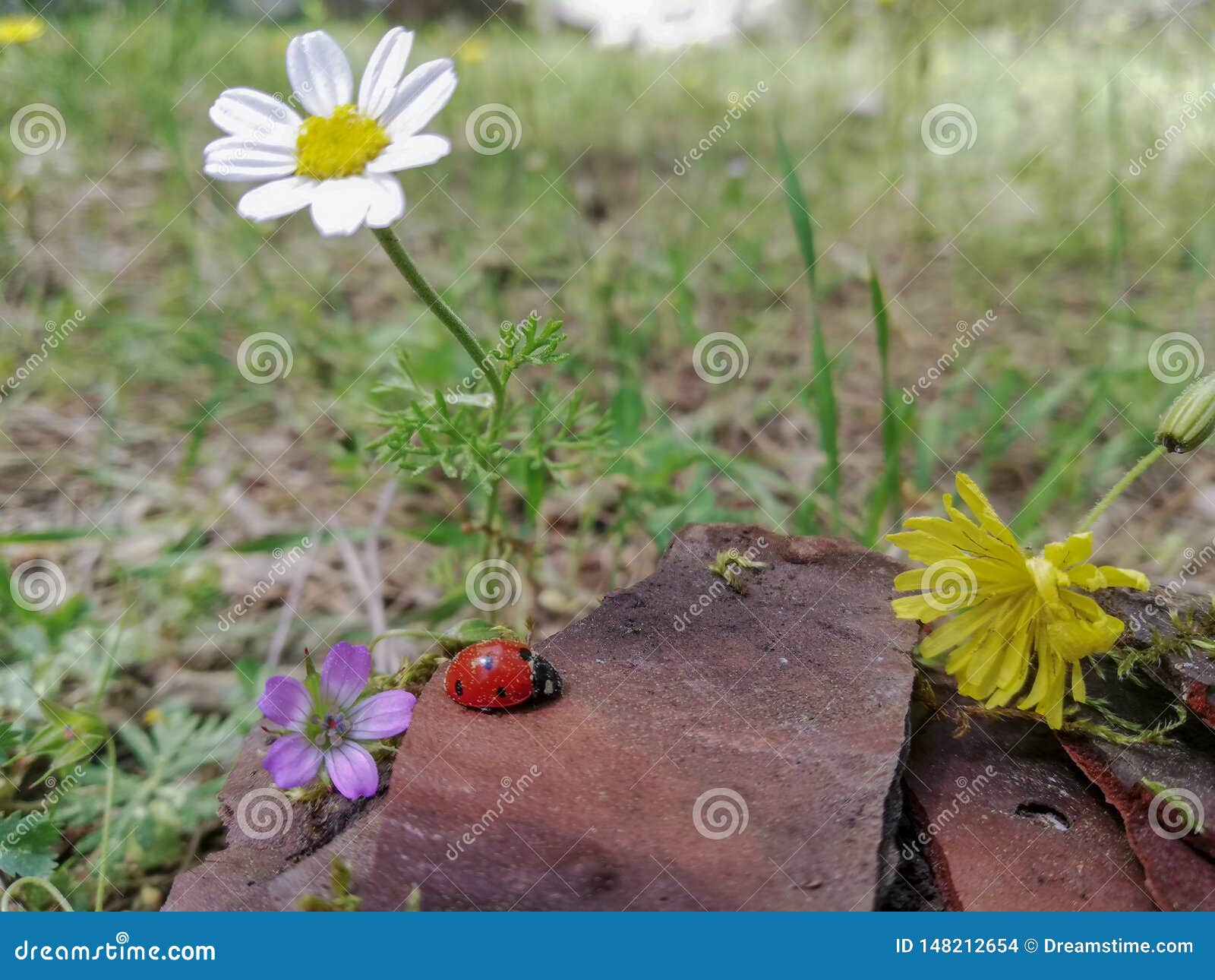 Combination of Flowers with Nature Stock Photo - Image of flowers ...