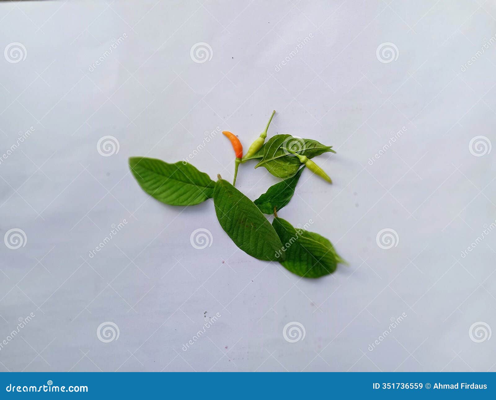 This Image Combines Chili Fruit and Guava Leaves. Stock Image - Image ...