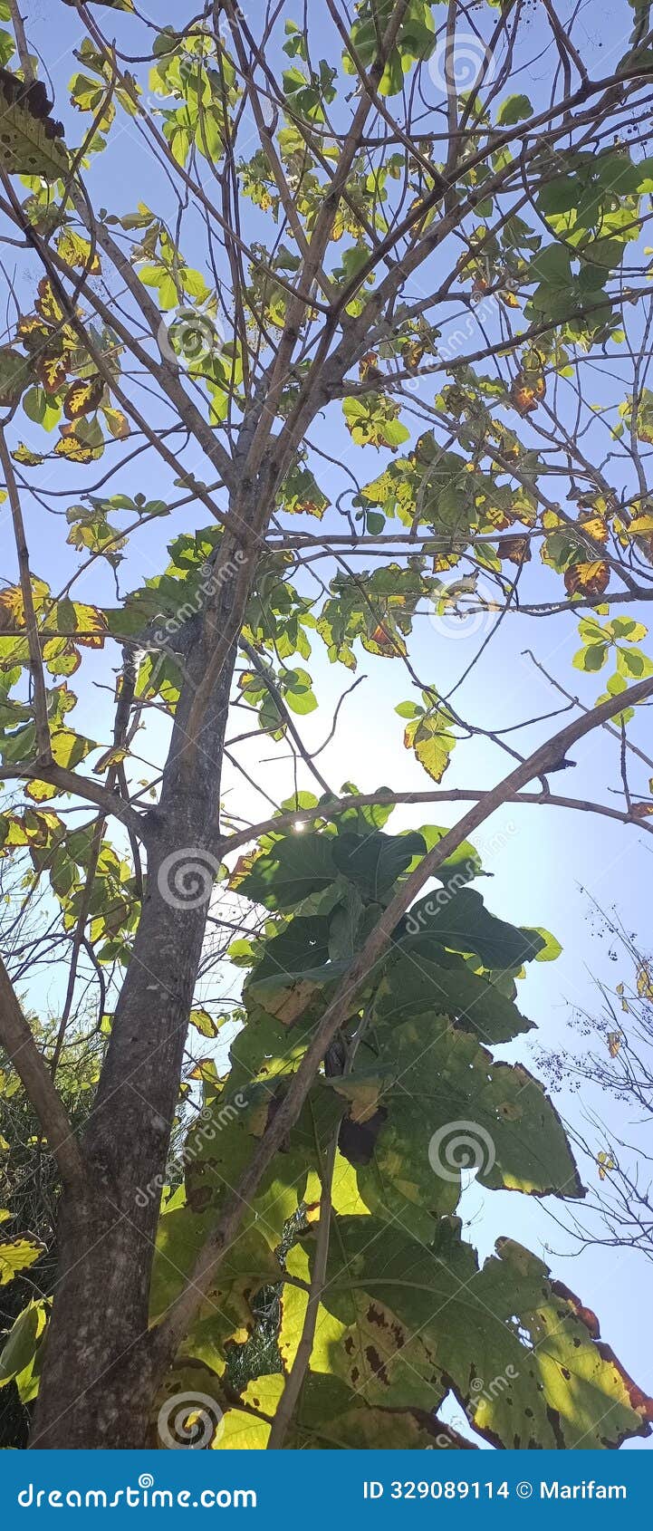 Teak Trees Stock Photo | CartoonDealer.com #154603548