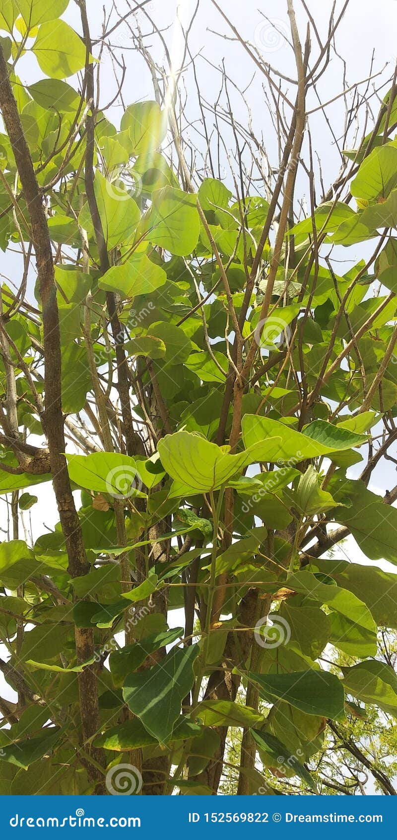 Combination of Live and Dead Branch& X27;s on Tree Stock Photo - Image ...