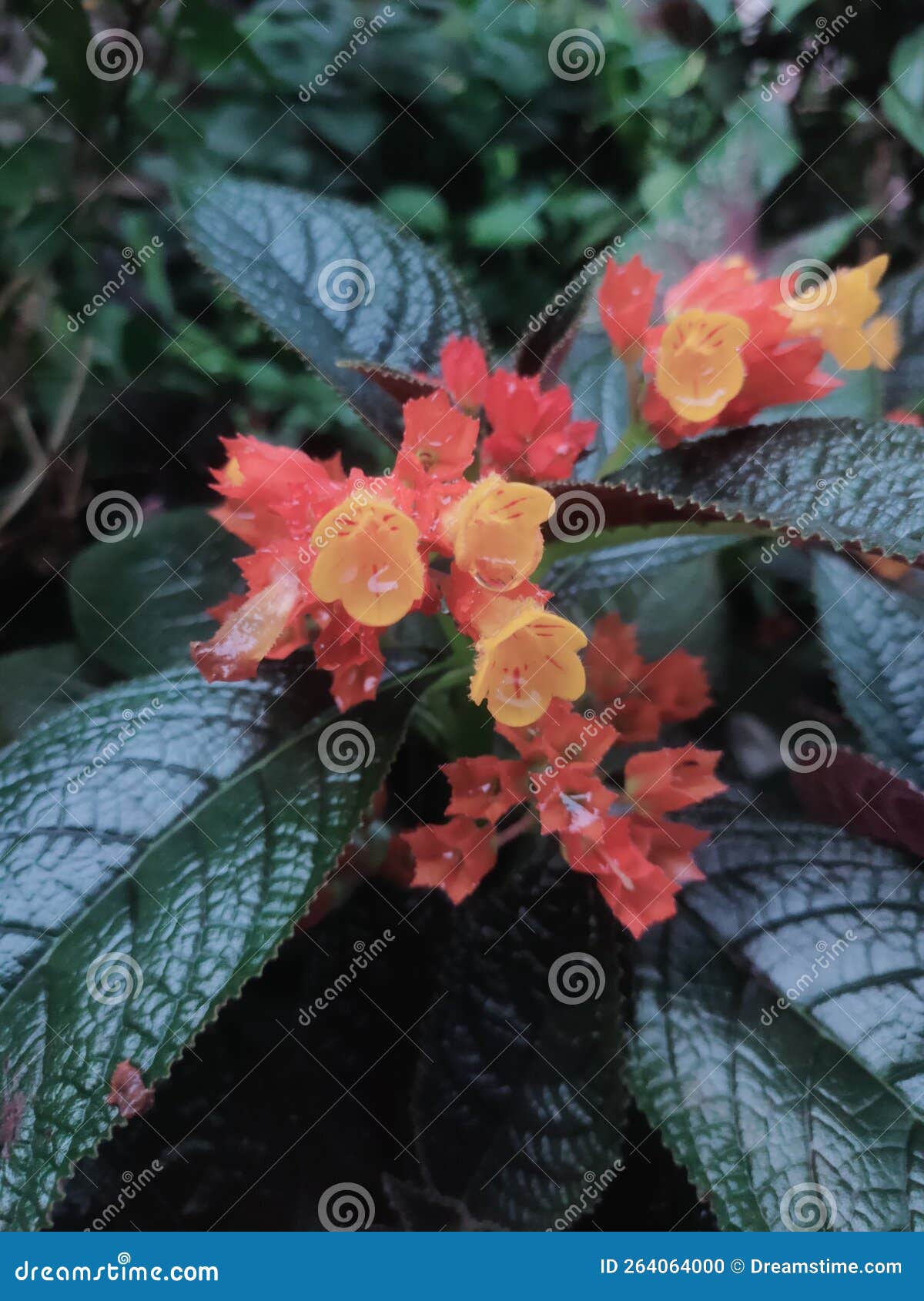 A Combination of Red Flowers and Rather Dark Leaves. Stock Photo ...