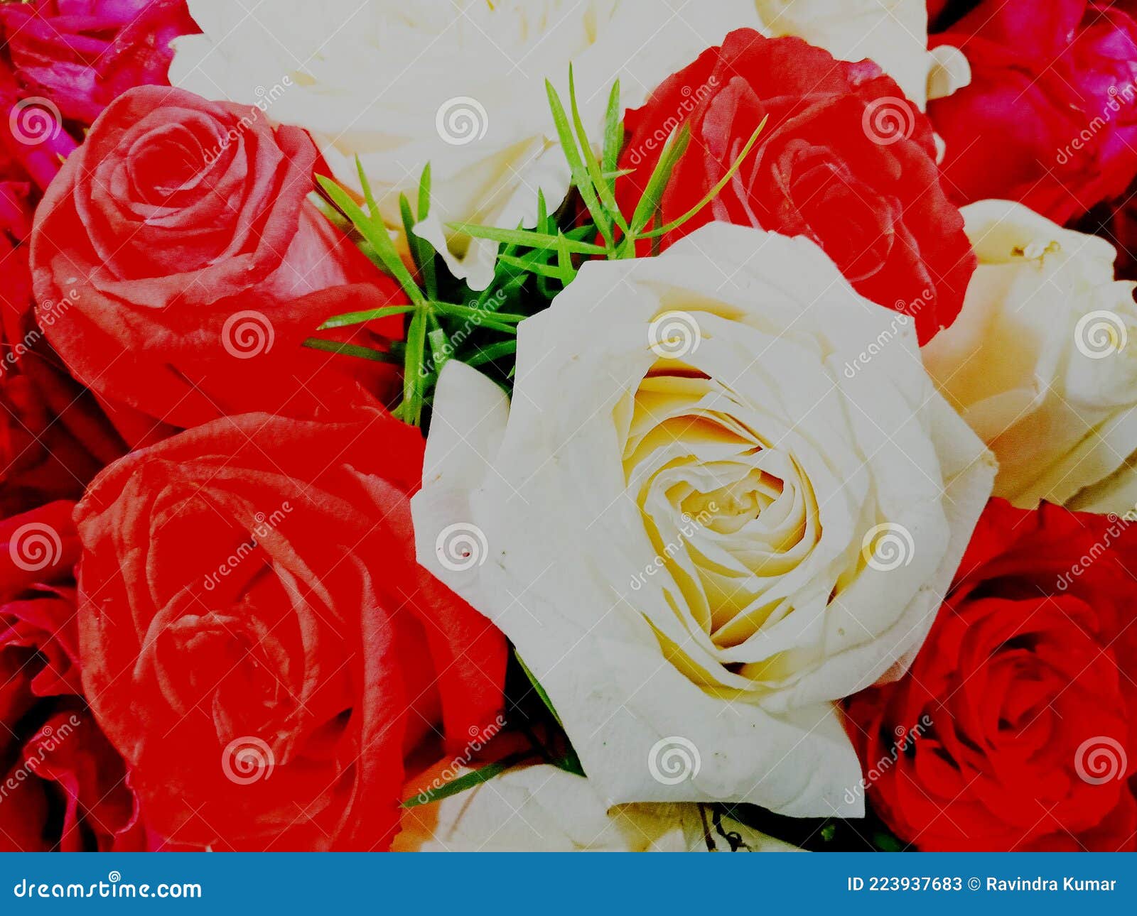The Combination of Red and White RosesÂ symbolizes Unity. Stock Image ...