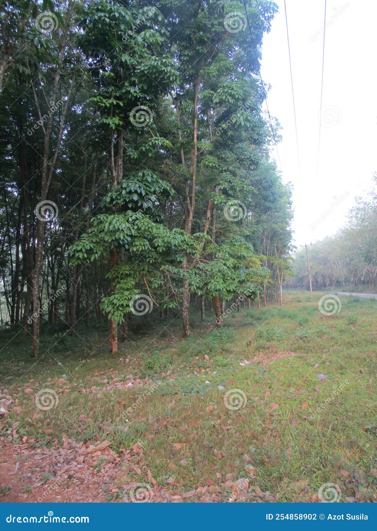 Combination of Rubber-producing Crops and Rice Fields Stock Photo ...
