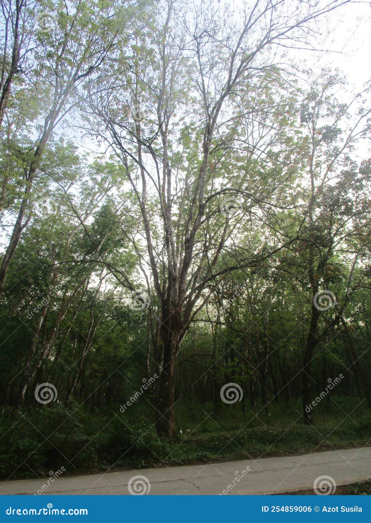 Combination of Rubber-producing Crops and Rice Fields Stock Photo ...