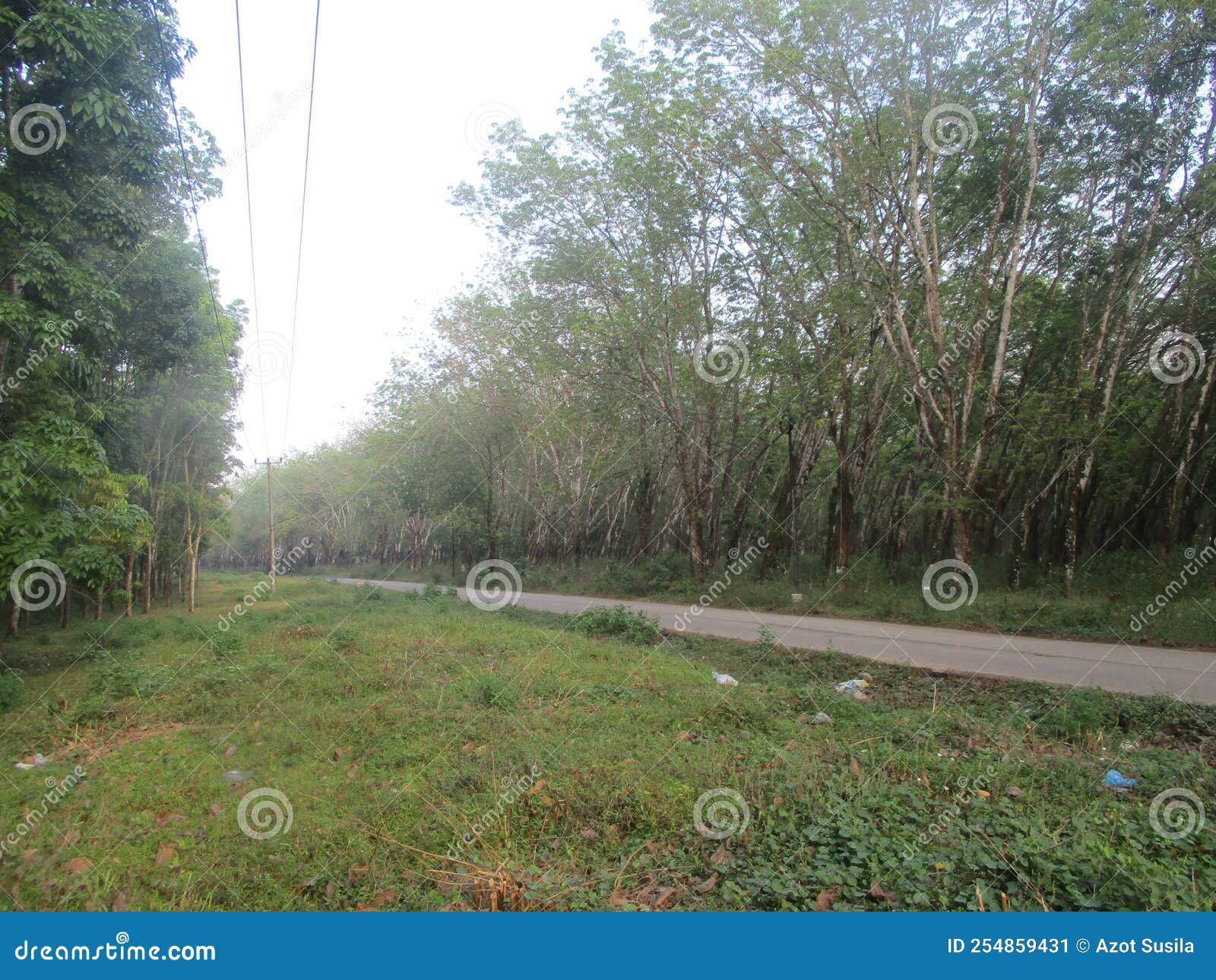Combination of Rubber-producing Crops and Rice Fields Stock Image ...