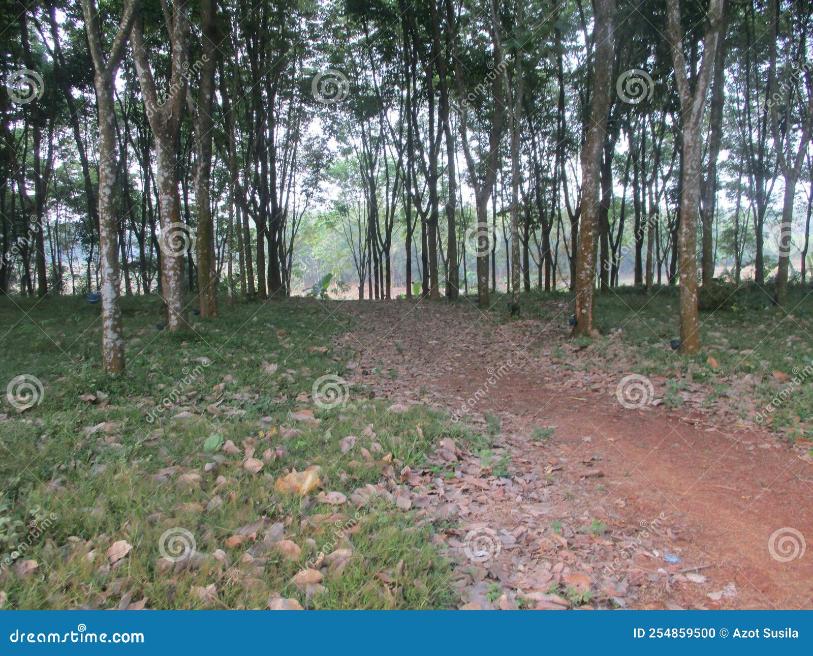 Combination of Rubber-producing Crops and Rice Fields Stock Photo ...