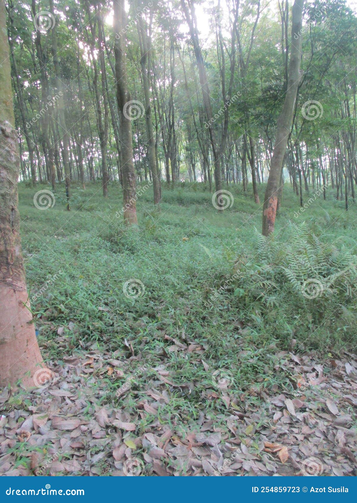 Combination of Rubber-producing Crops and Rice Fields Stock Image ...
