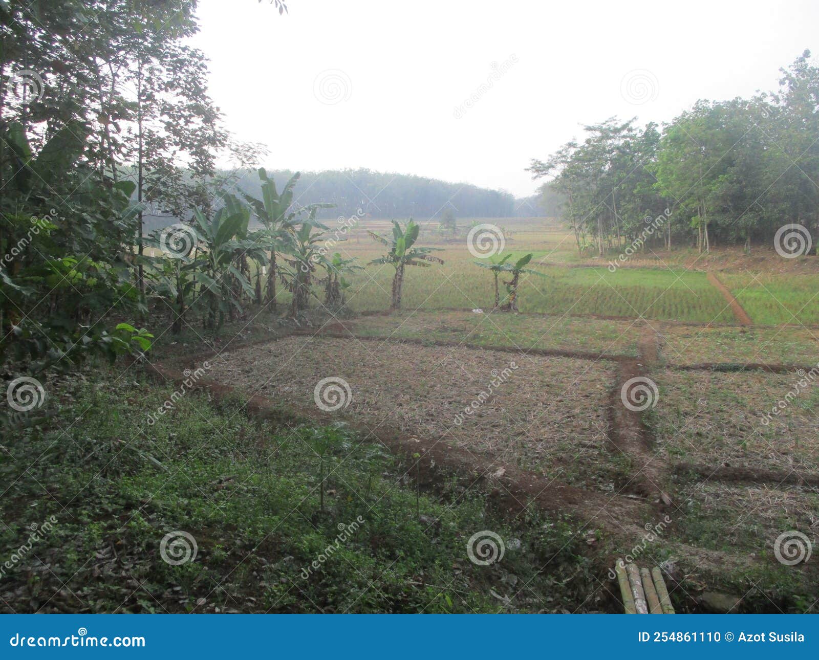 Combination of Rubber-producing Crops and Rice Fields Stock Photo ...