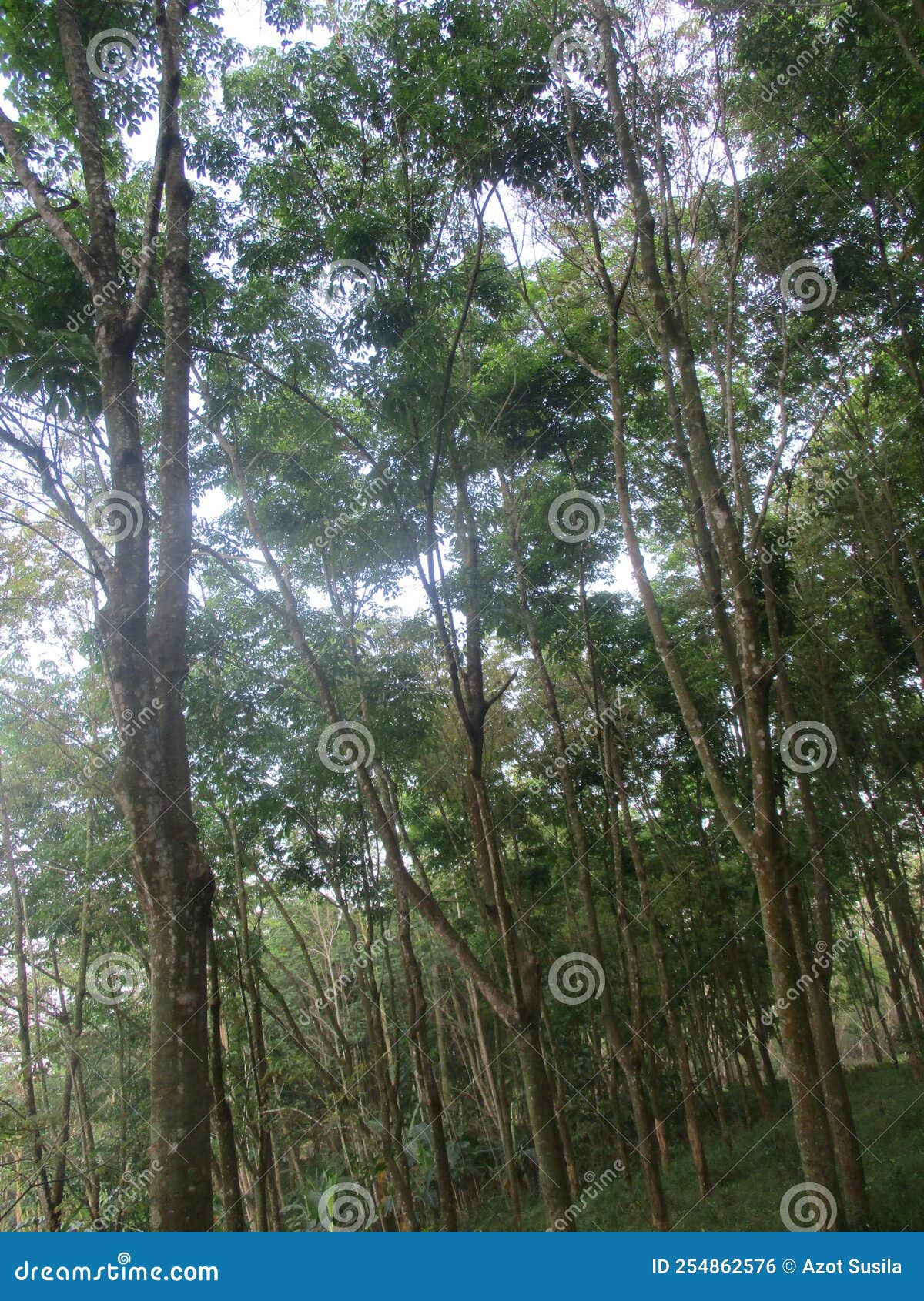 Combination of Rubber-producing Crops and Rice Fields Stock Photo ...