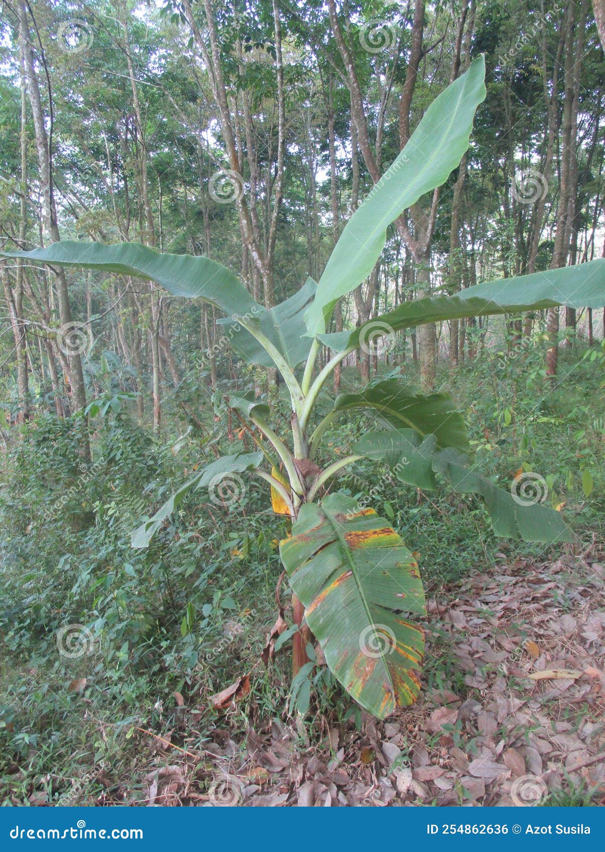 Combination of Rubber-producing Crops and Rice Fields Stock Photo ...
