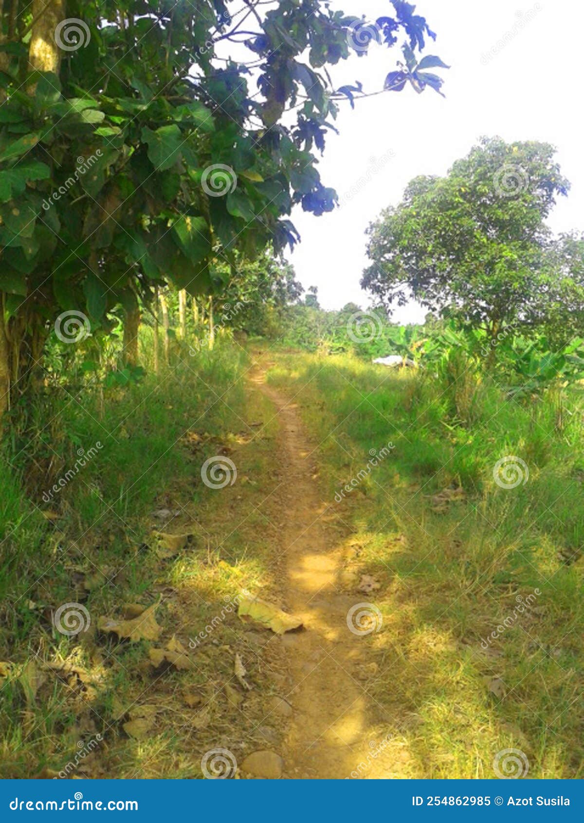 Combination of Rubber-producing Crops and Rice Fields Stock Image ...