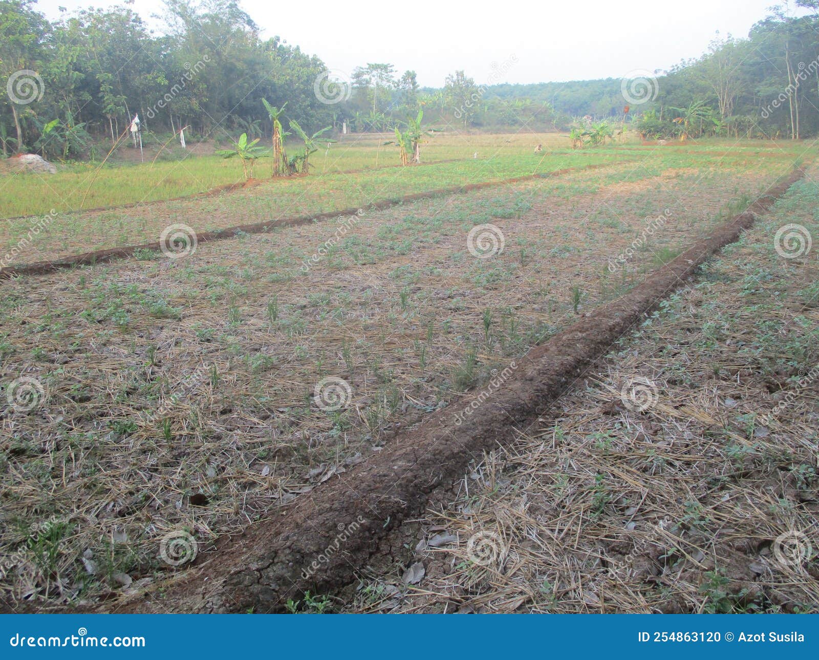 Combination of Rubber-producing Crops and Rice Fields Stock Photo ...