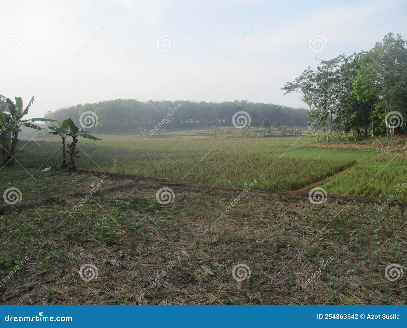Combination of Rubber-producing Crops and Rice Fields Stock Photo ...