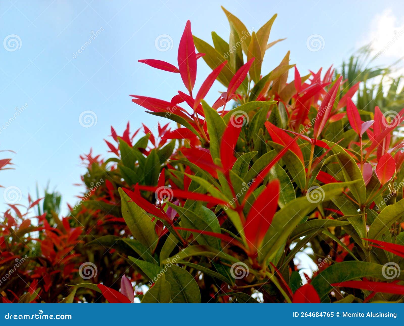A Combination of Two Beautiful Leaf Colors on One Tree Stock Image ...
