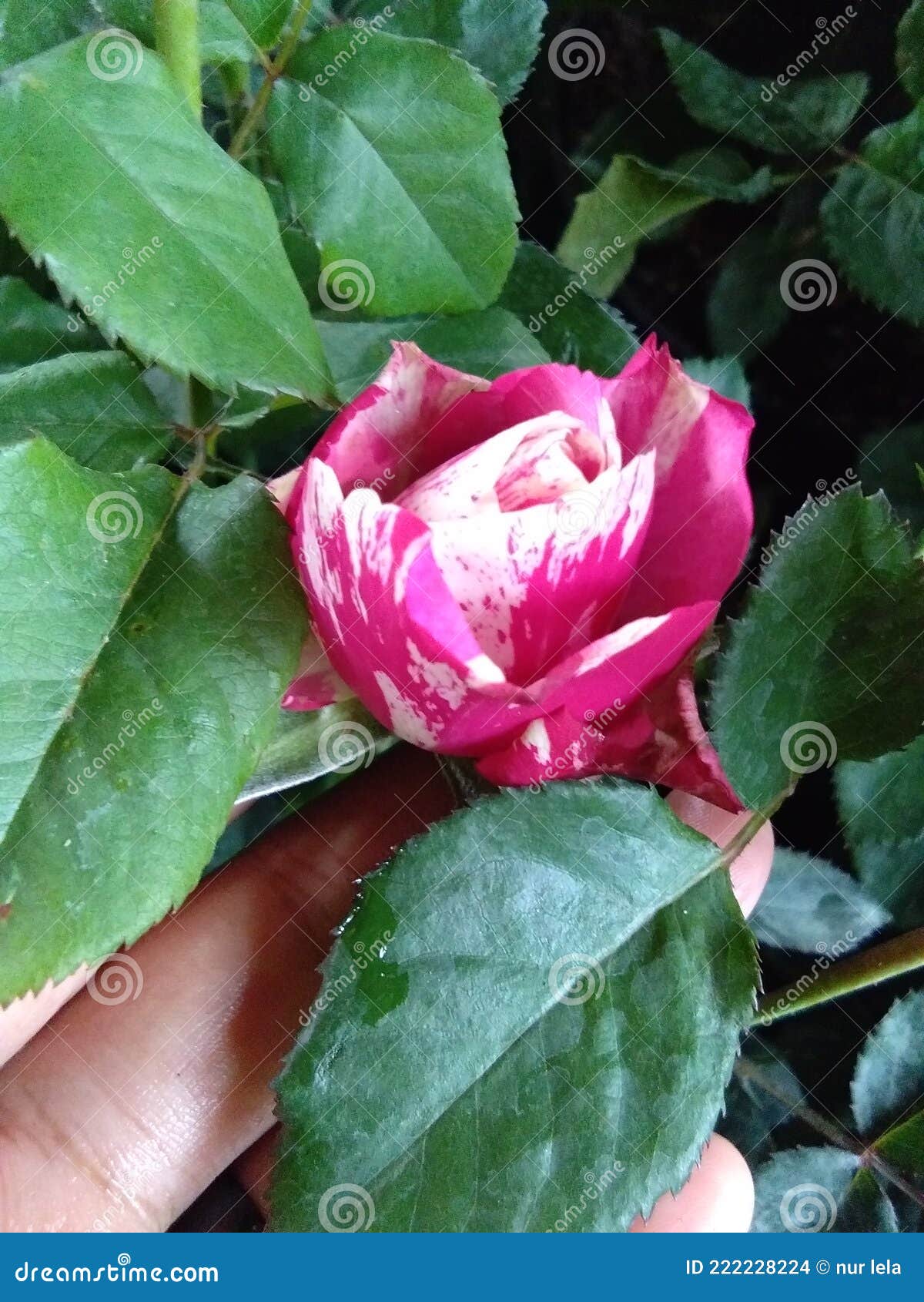 Combination White and Red Rose Stock Photo - Image of pink, flower ...