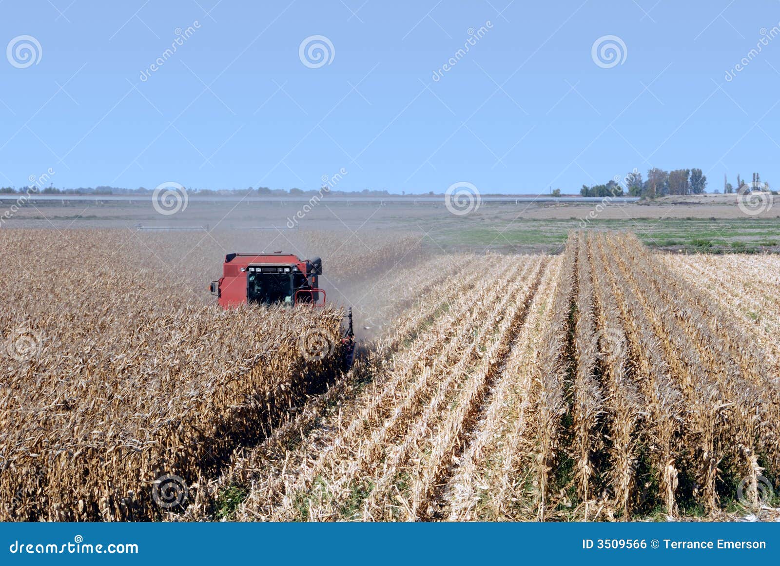 Combine and Corn stock photo. Image of green, agriculture - 3509566