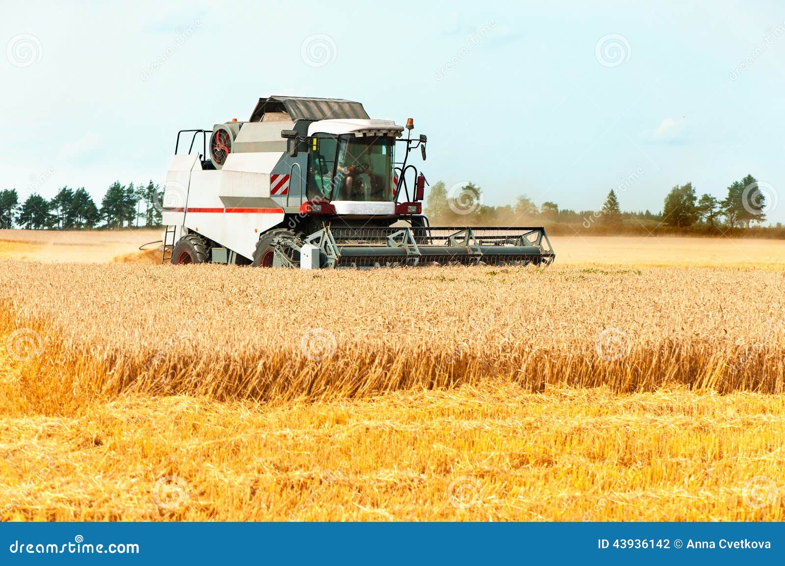 Combine Cutting Wheat on the Field. Harvest Time Stock Photo - Image of ...