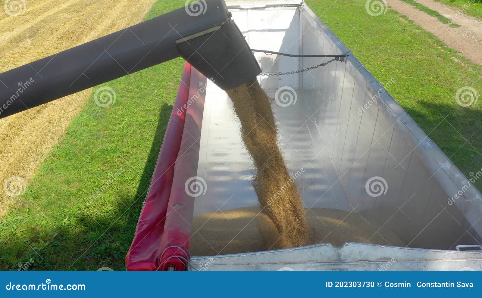 Combine Harvester Emptying in a Container Trailer Stock Footage - Video ...