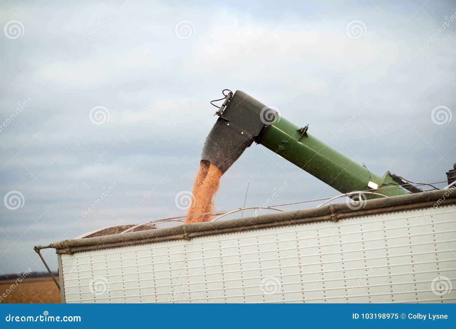 Combine Harvester Emptying Corn into a Trailer Stock Image - Image of ...
