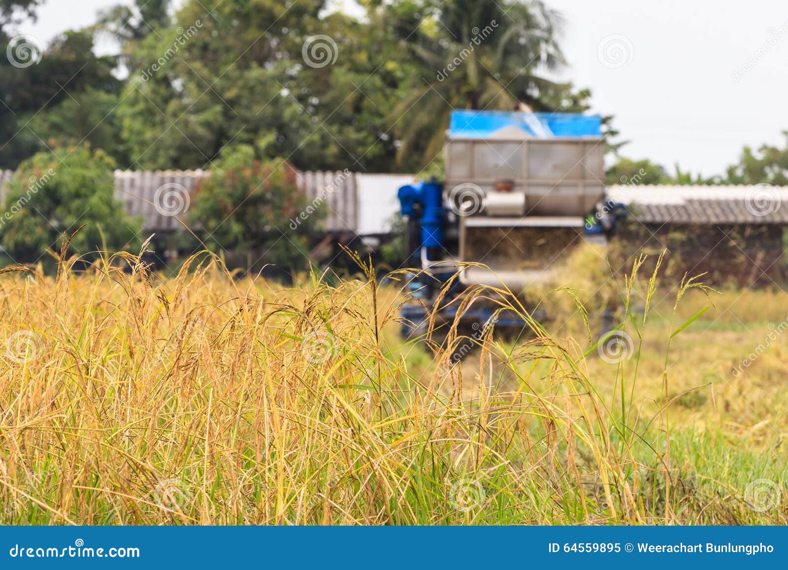 Combine Harvester Harvesting Rice. Stock Image - Image of machinery ...