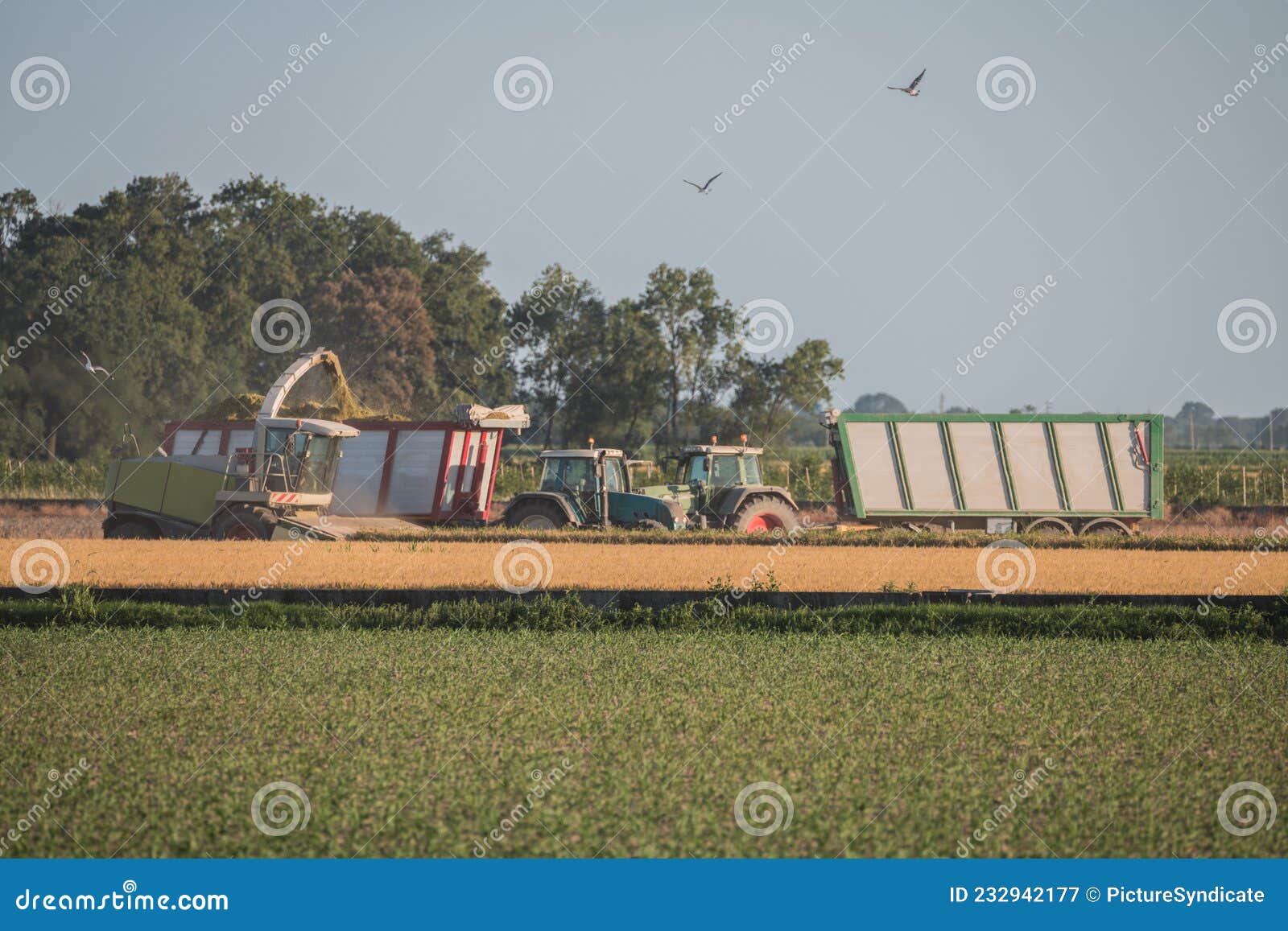 Combine Harvester Loading a Large Tractor with Trailer Stock Image ...
