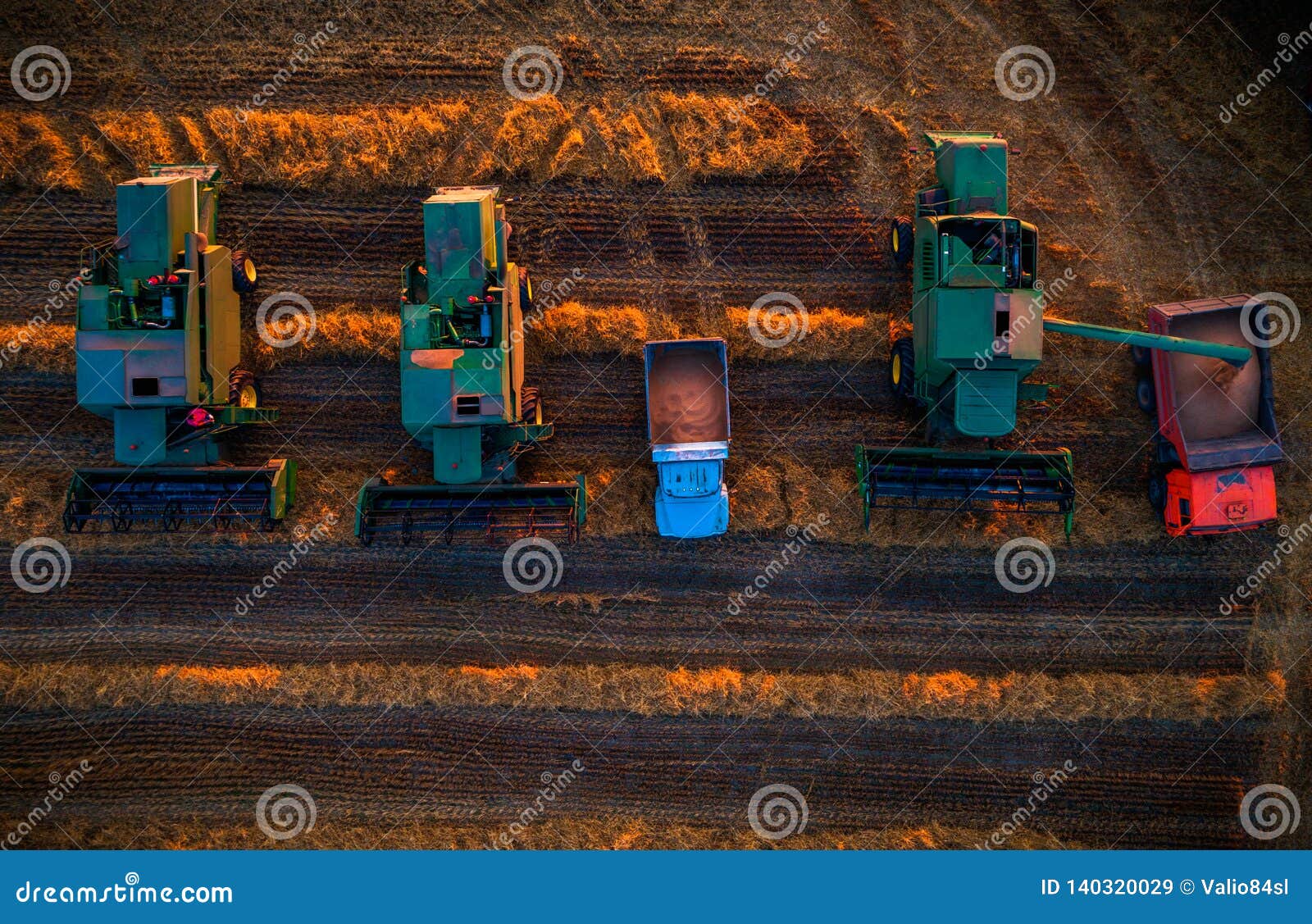 Combine Harvester Machine Working in a Wheat Field at Sunset Stock ...