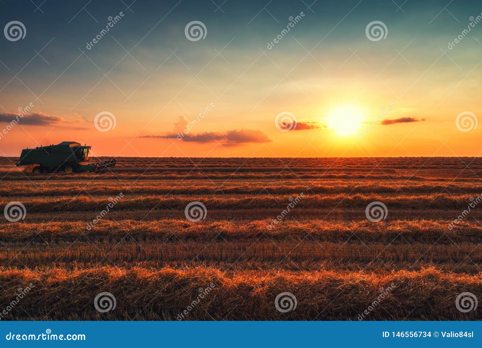 Combine Harvester Machine Working in a Wheat Field at Sunset Stock ...