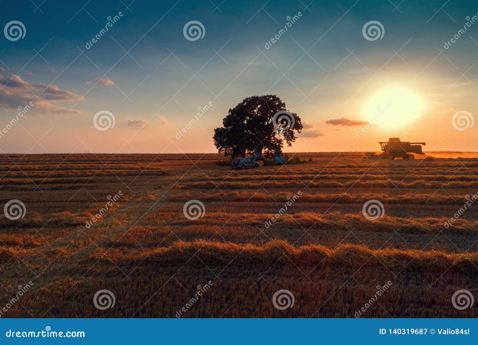 Combine Harvester Machine Working in a Wheat Field at Sunset. Lonely ...