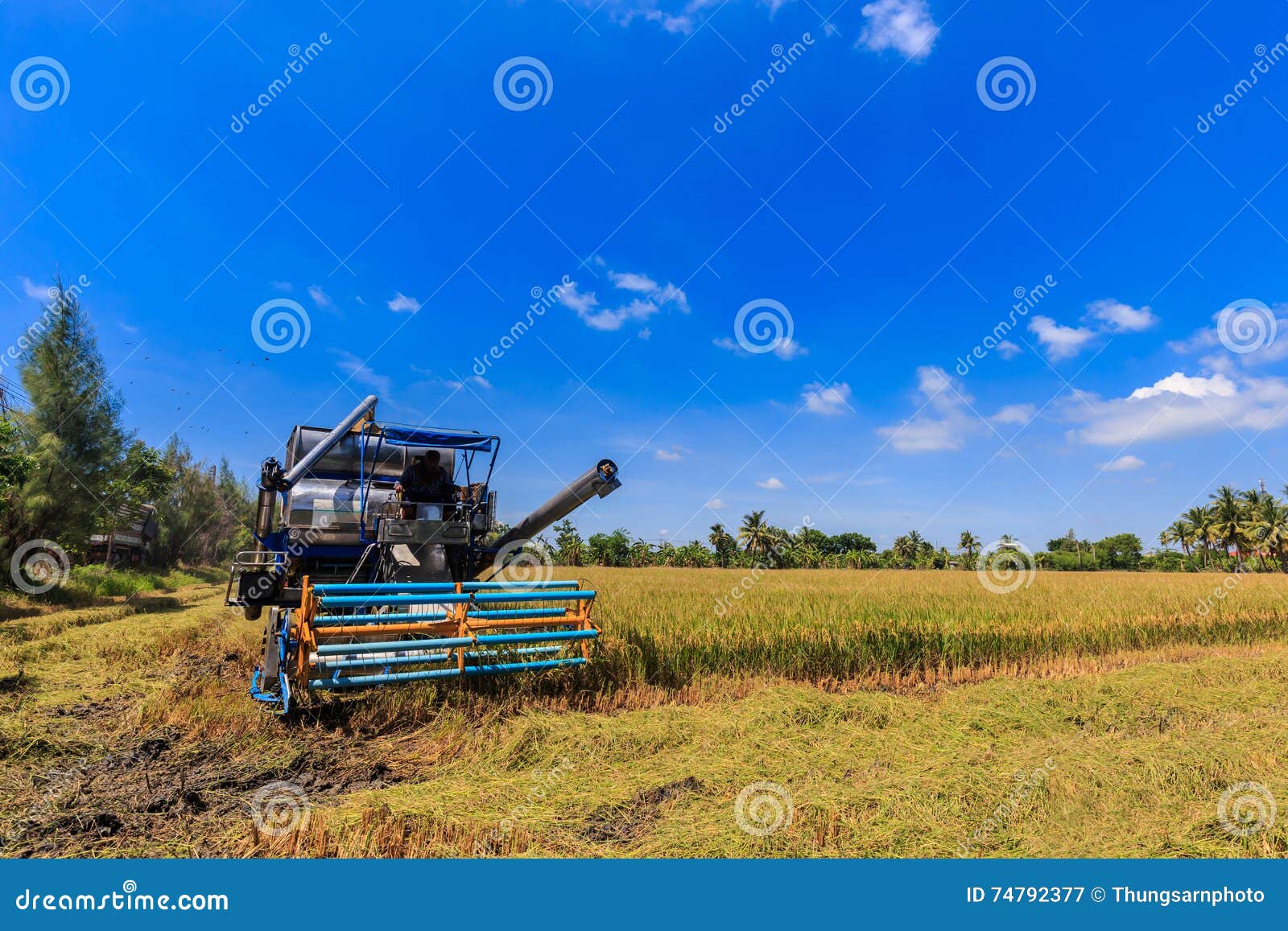 Combine Harvester in Rice Field Stock Image - Image of paddy ...