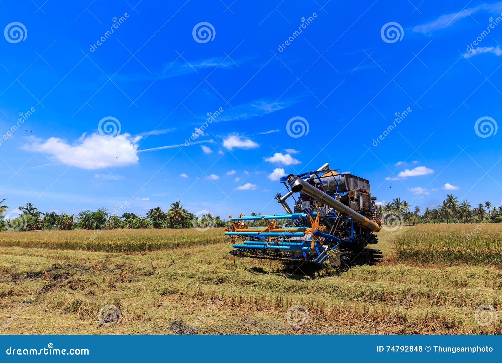 Combine Harvester in Rice Field Stock Photo - Image of cereal, farming ...