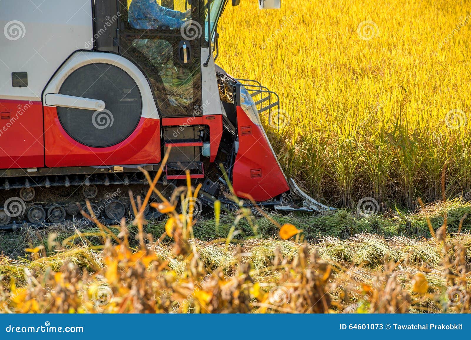 Combine Harvester in Rice Field during Harvest Time. Stock Image ...