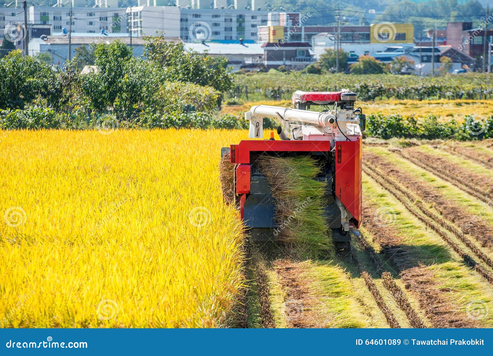 Combine Harvester in Rice Field during Harvest Time. Stock Image ...