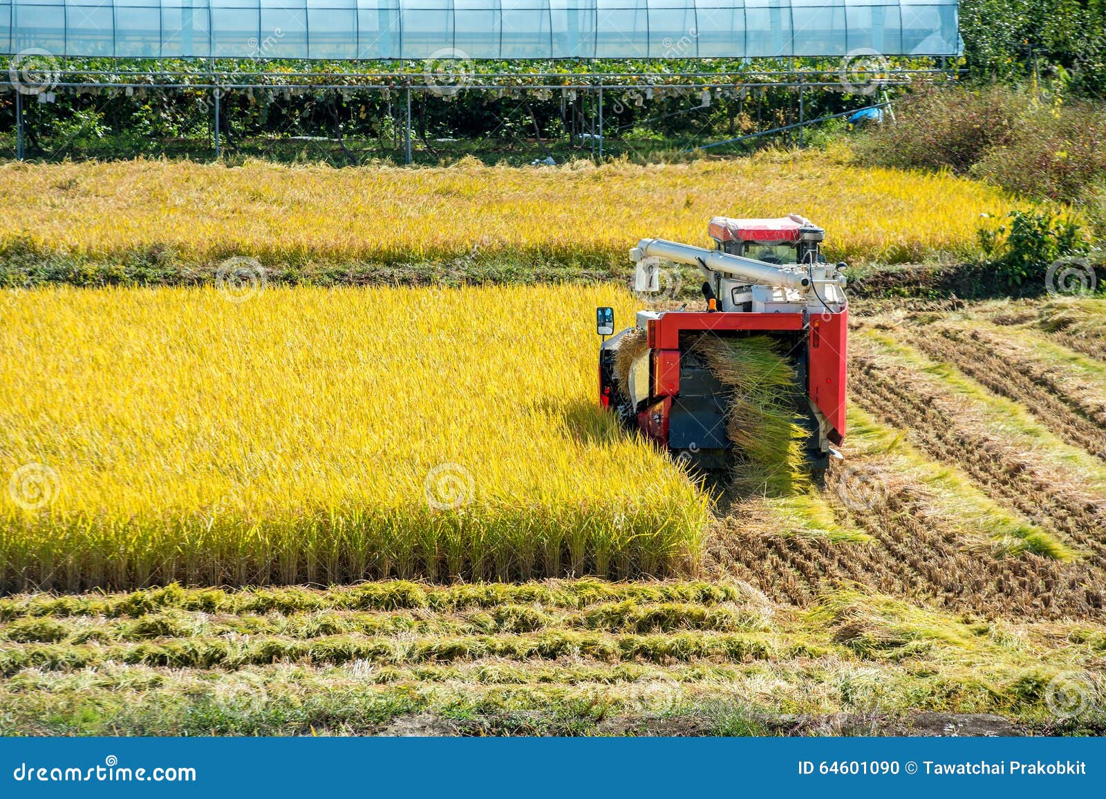 Combine Harvester in Rice Field during Harvest Time. Stock Photo ...