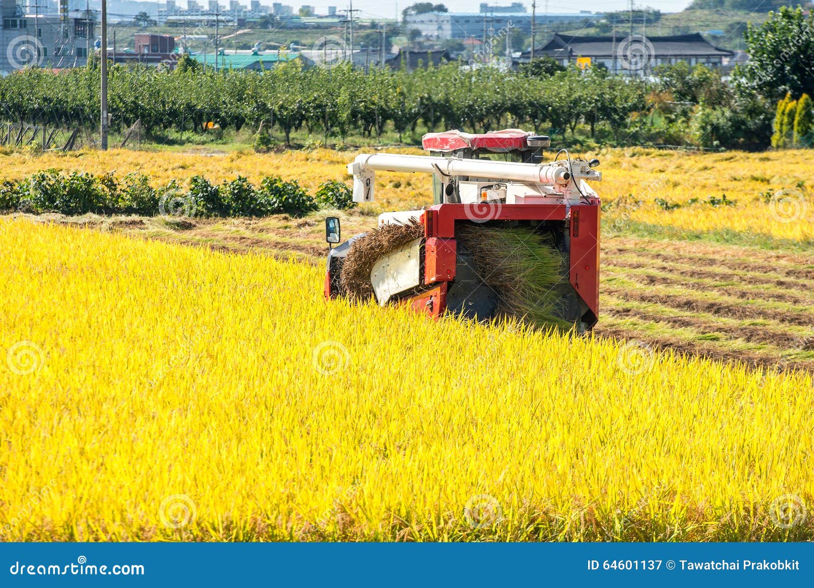Combine Harvester in Rice Field during Harvest Time. Stock Image ...
