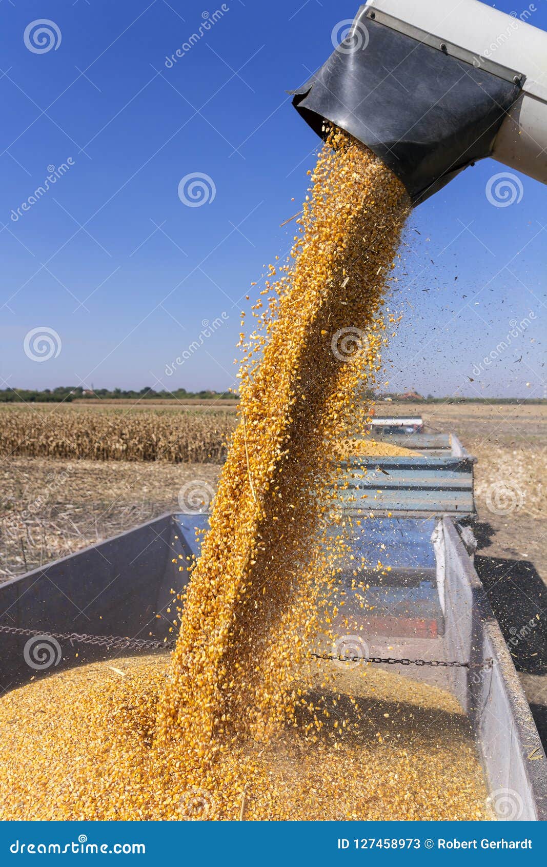 Combine Harvester Unloading Corn Grains into Tractor Trailer Stock ...