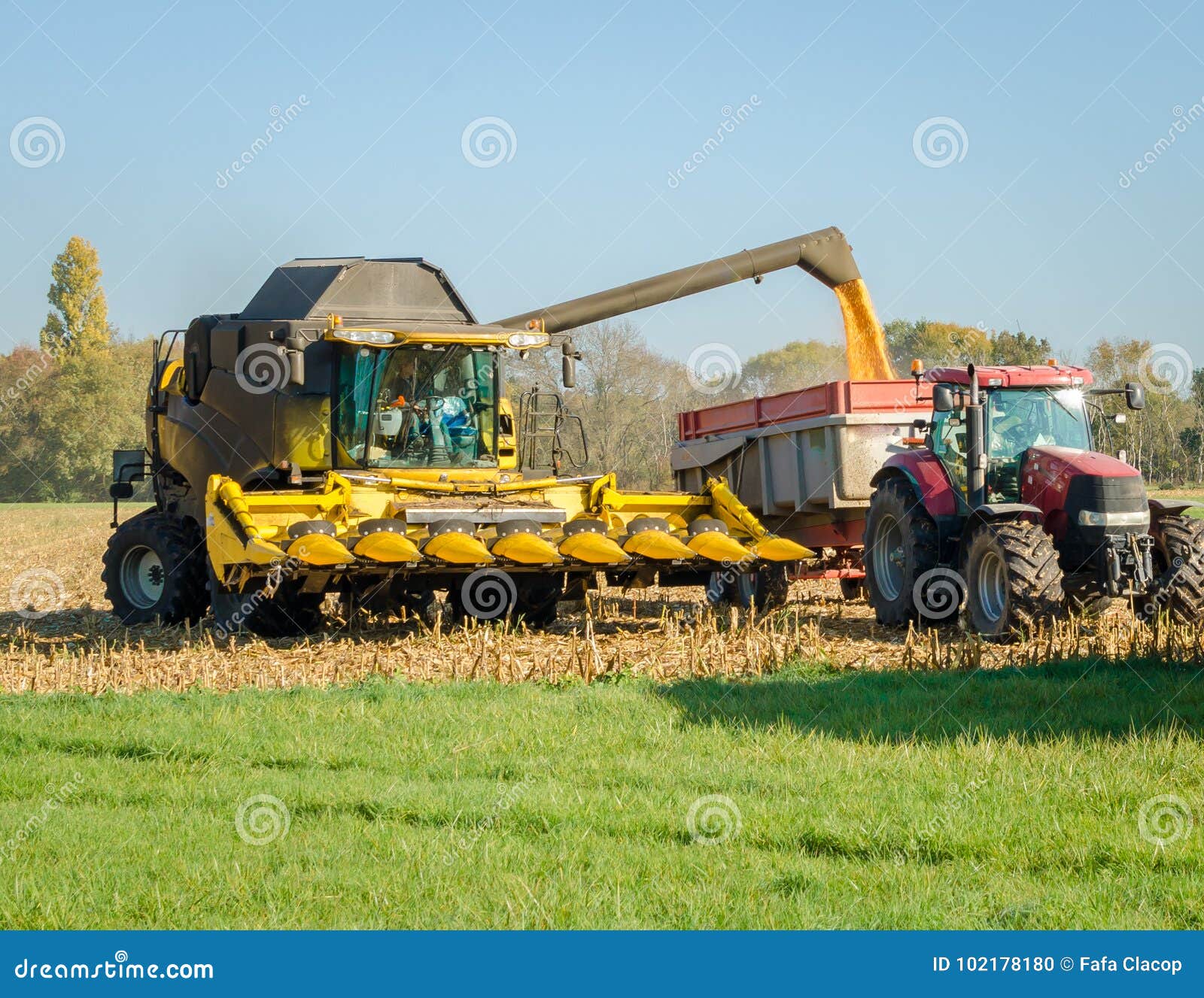 Combine Harvester Unloading Corn Seeds Stock Photo - Image of machine ...