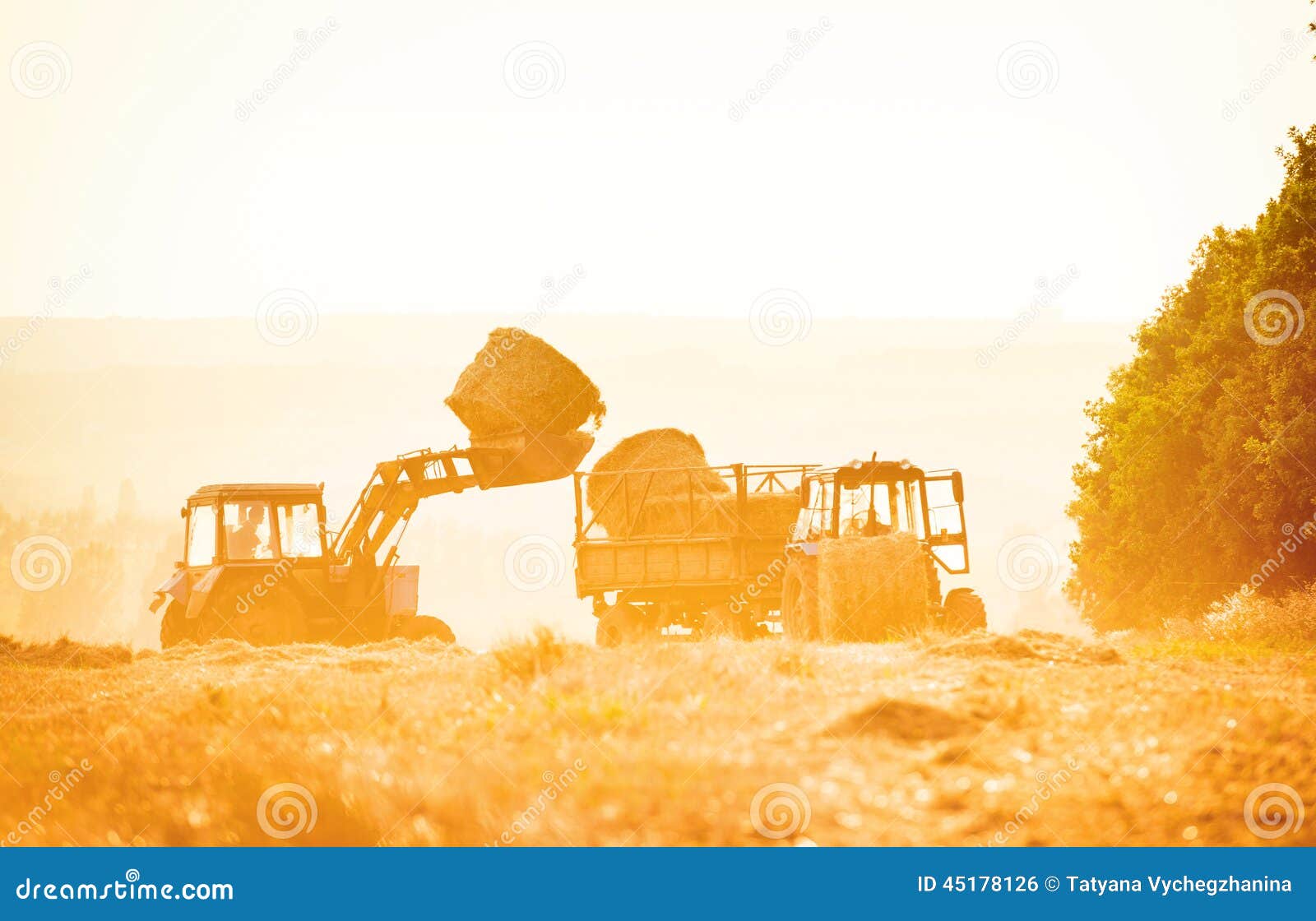 Combine Harvester Unloading Grain into the Trucks Trailer Stock Photo ...