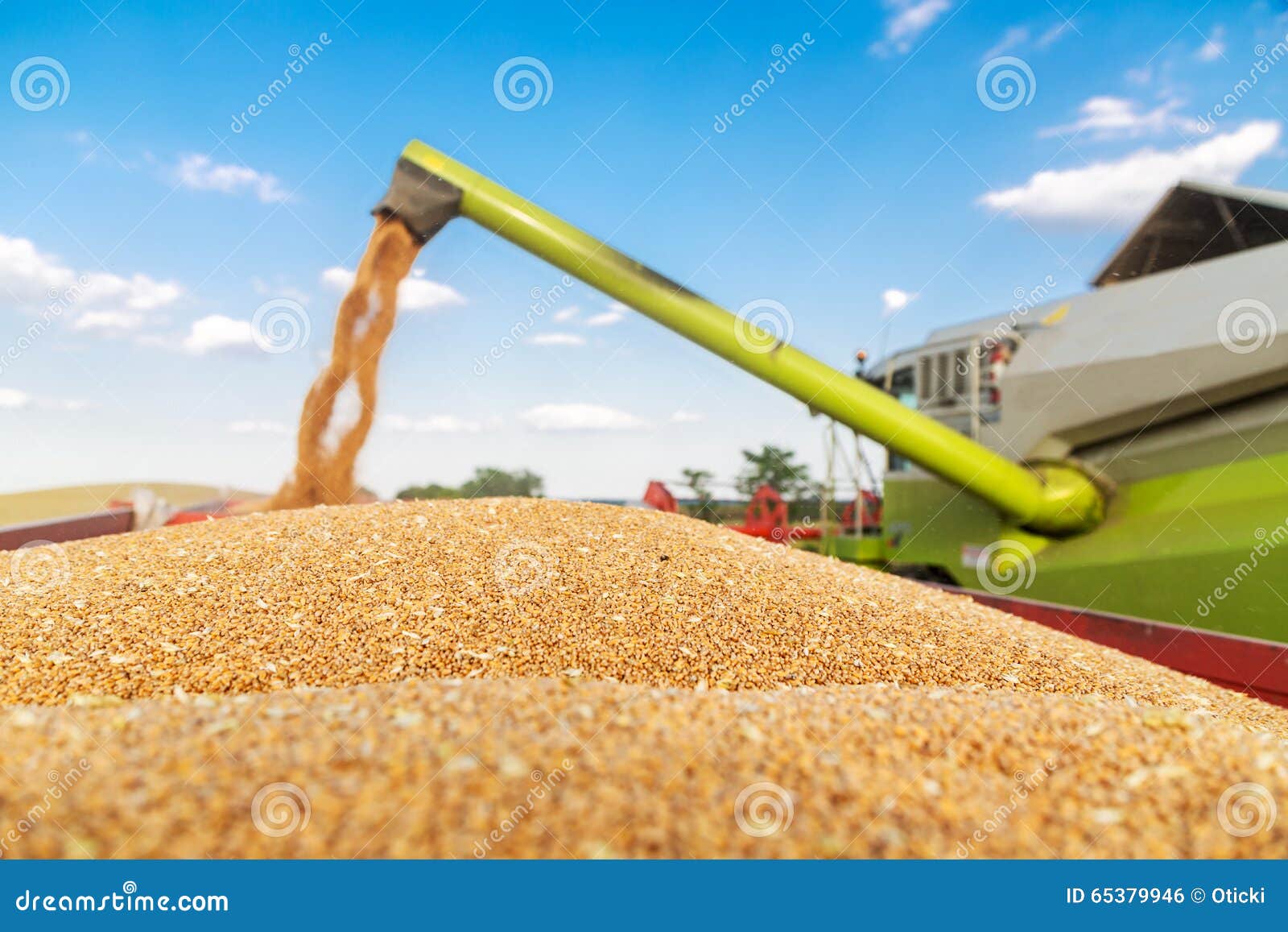 Combine Harvester Unloading Wheat Grains into Tractor Trailer. Stock ...