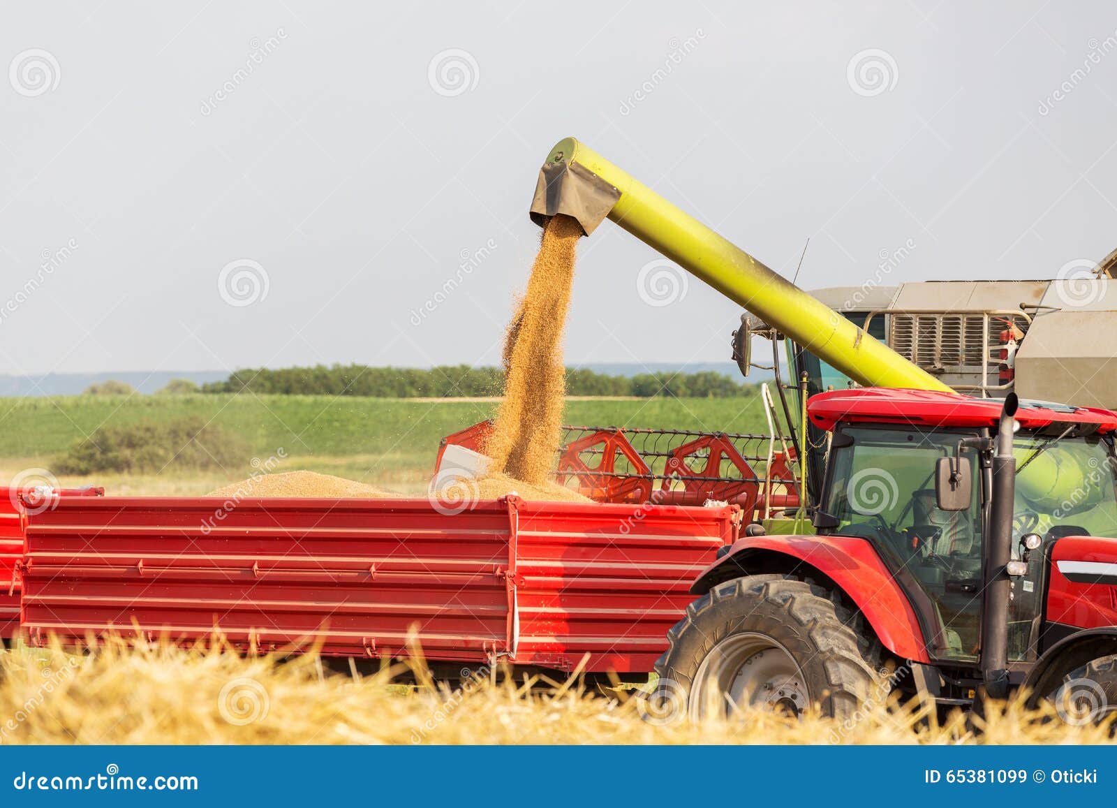 Combine Harvester Unloading Wheat Grains into Tractor Trailer. Stock ...
