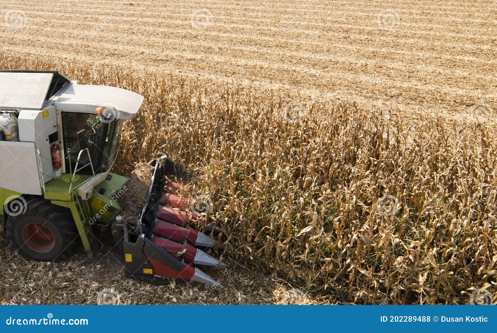Combine Harvester Working in a Corn Field Stock Photo - Image of farm ...