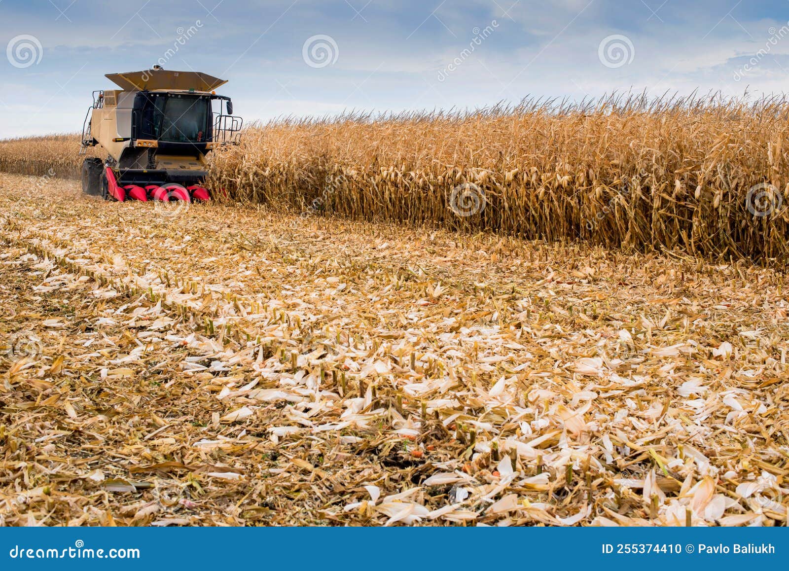 Combine Harvester Working in a Corn Field Stock Photo - Image of ...