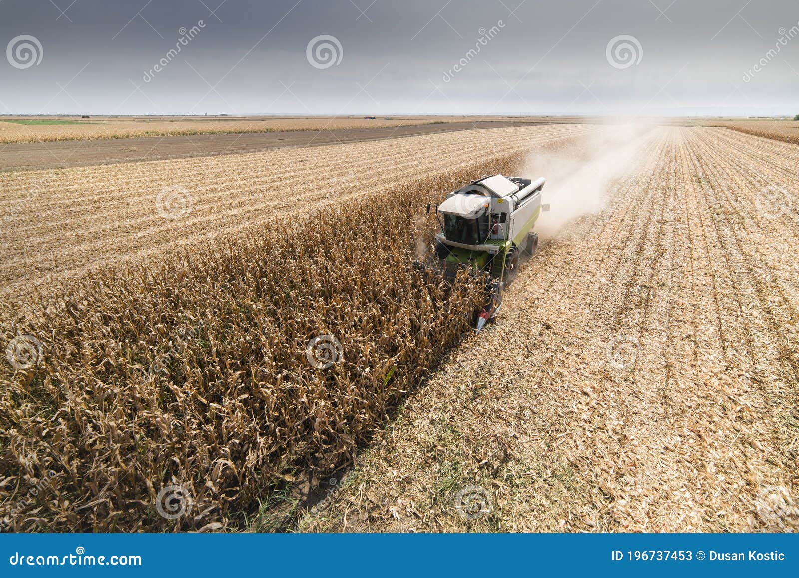 Combine Harvester Working in a Corn Field Stock Image - Image of cereal ...