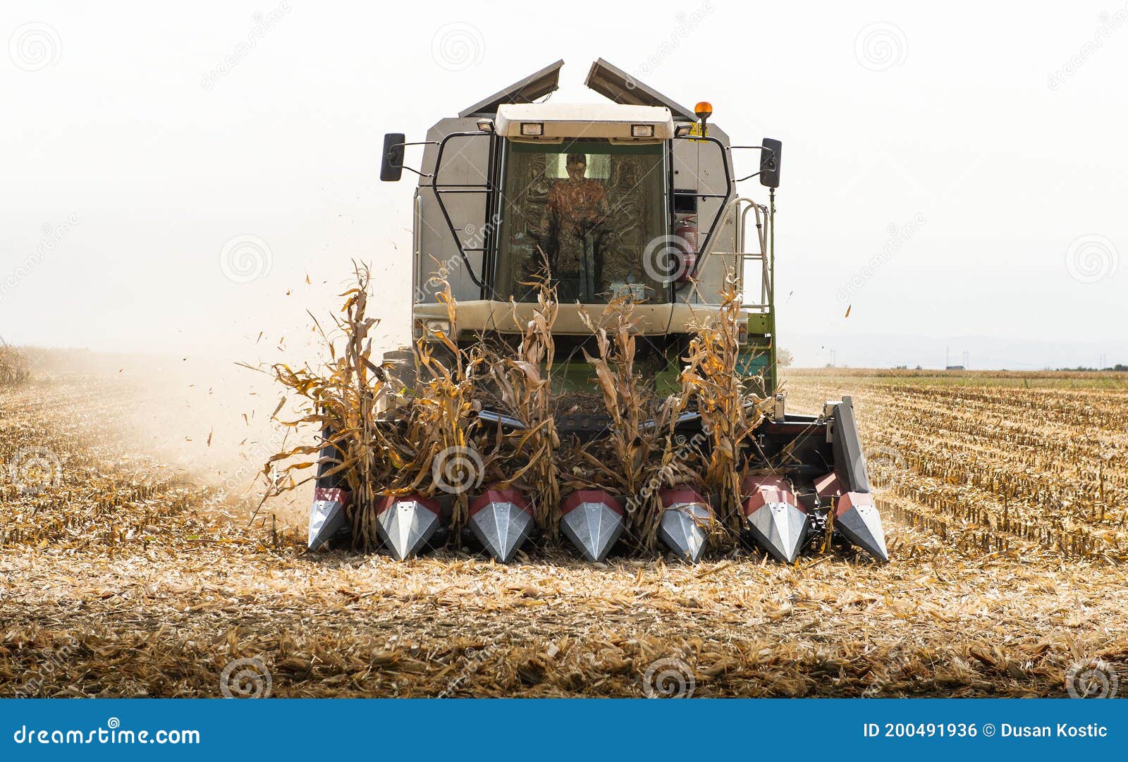 Combine Harvester Working in a Corn Field Stock Photo - Image of ...