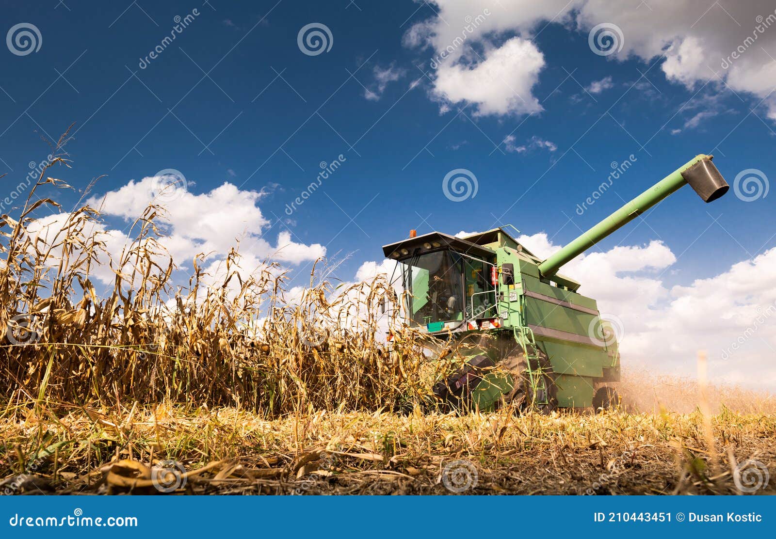 Combine Harvester Working in a Corn Field Stock Image - Image of ...